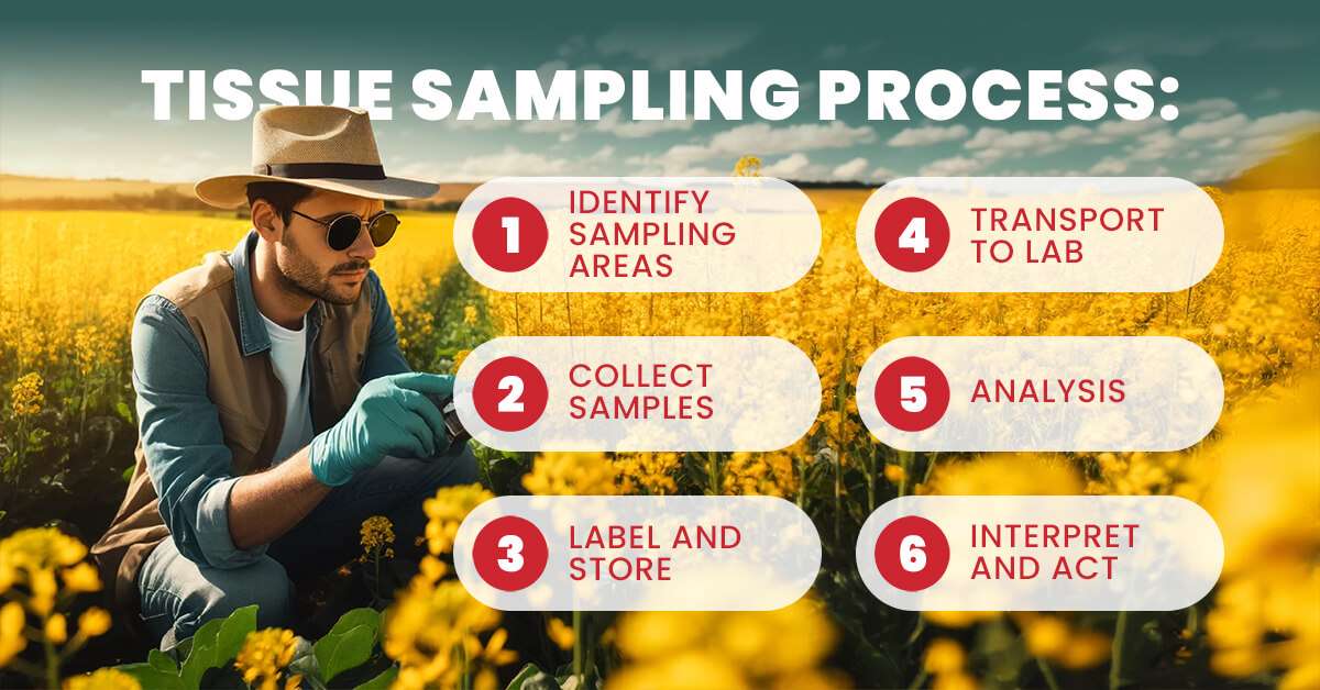 Seeing a Poor Spot in Your Field? Take a Tissue Sample to Find Out Why! - Ronin Agronomy